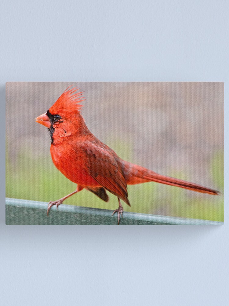 "Fiery Red Cardinal" Canvas Print by Miracles | Redbubble