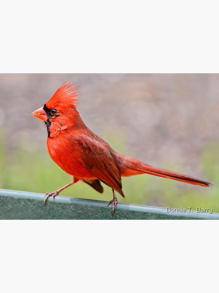 "Fiery Red Cardinal" Canvas Print by Miracles | Redbubble