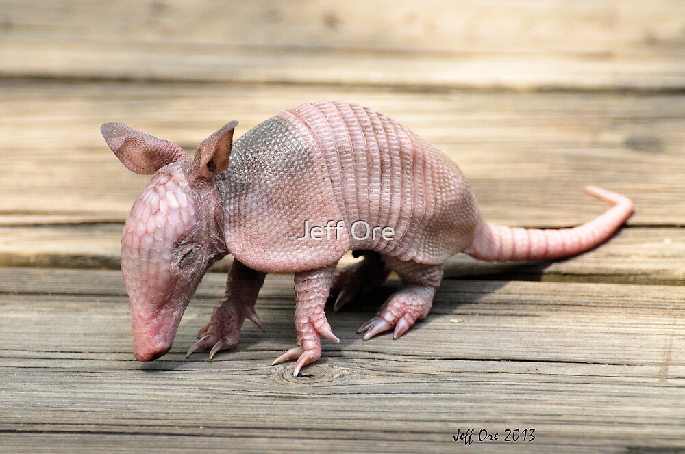 "Baby Armadillo (Dasypus novemcinctus)" by Jeff Ore | Redbubble