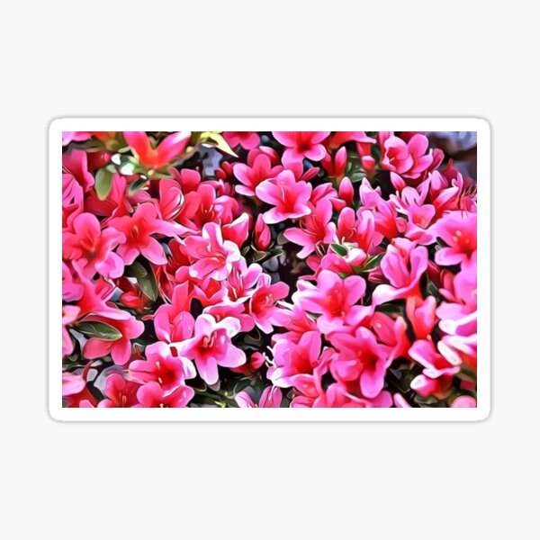 "Azalea" Sticker by ozdust-ballroom | Redbubble