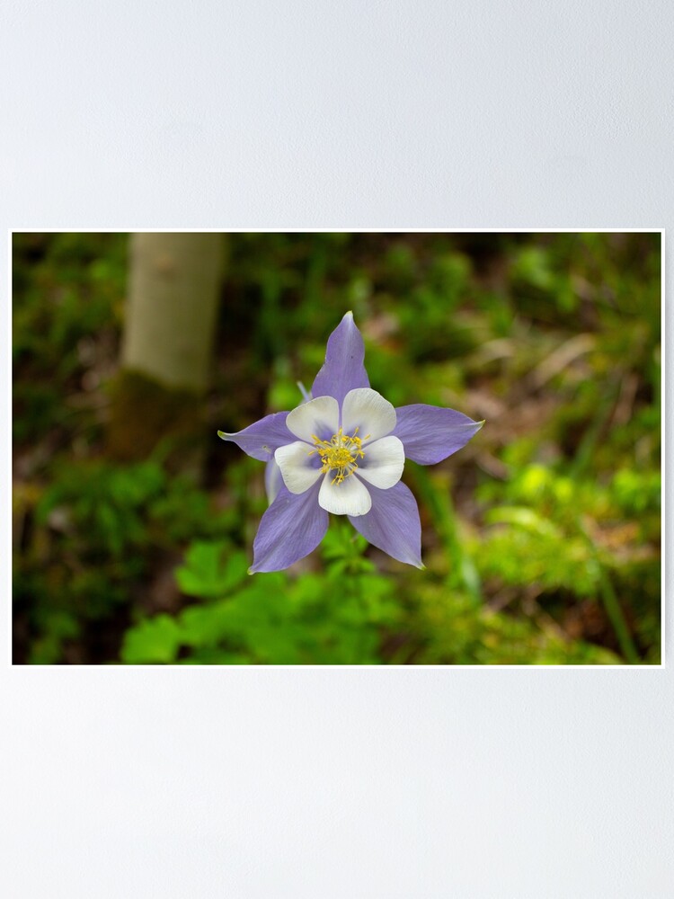 "Columbine Flower" Poster for Sale by devinswy | Redbubble