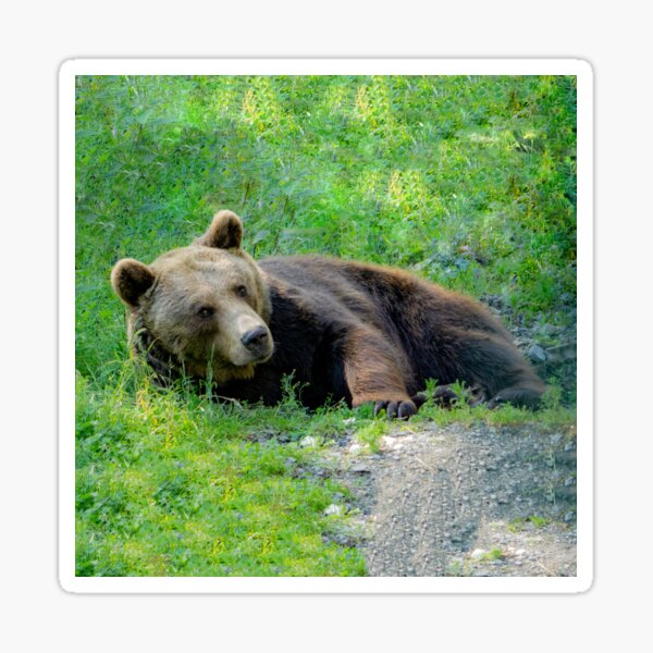 " brown bear " Sticker for Sale by MarionsArt | Redbubble