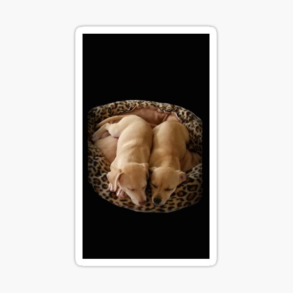 ""Sister's" Honey and Jemma Sleeping together!" Sticker for Sale by ...