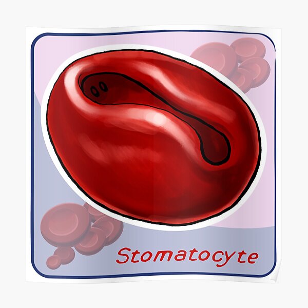 "Stomatocyte" Poster for Sale by DrawnToTheSea | Redbubble