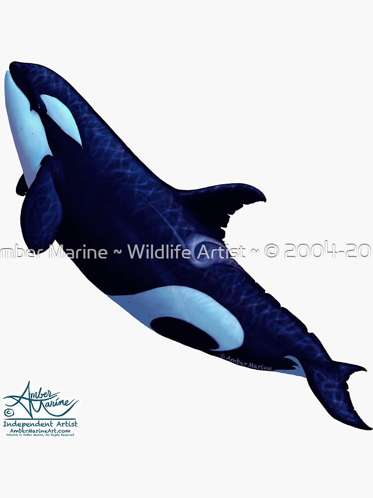 ""Lost in Fantasy" by Amber Marine ~ orca / killer whale art, © 2015 ...