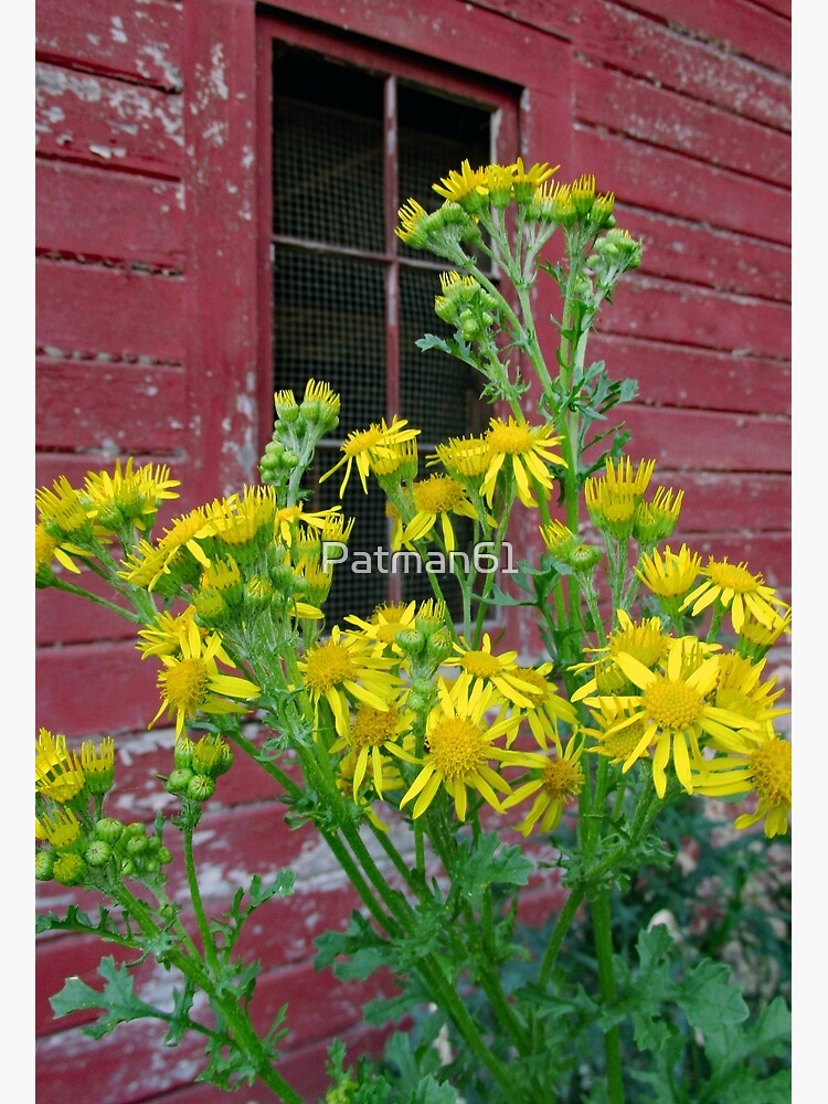 "Stinking Willie" Poster for Sale by Patman61 | Redbubble