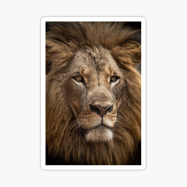 "Realistic Lion " Sticker for Sale by ShopManea | Redbubble
