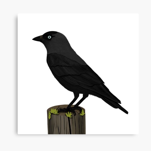 "European Jackdaw bird drawing Nature Animal gift women girls men ...