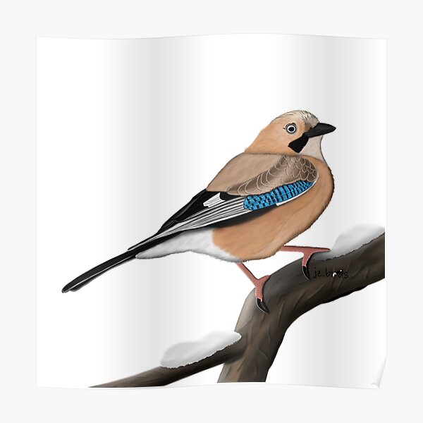 "European Jay bird drawing Nature Animal gift women girls men" Poster ...