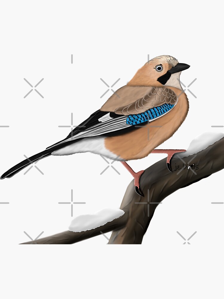 "European Jay bird drawing Nature Animal gift women girls men" Sticker ...