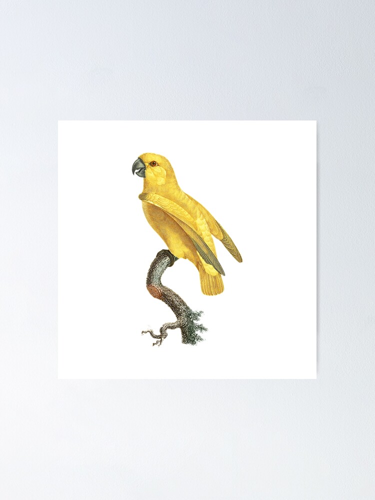 "Senegal parrot yellow mutation" Poster for Sale by Photopicture ...