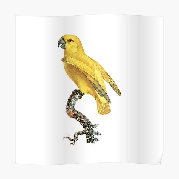 "Senegal parrot yellow mutation" Poster for Sale by Photopicture ...