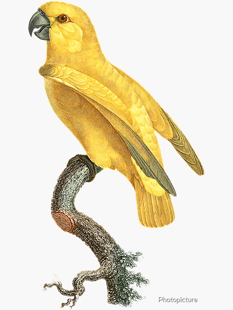"Senegal parrot yellow mutation" Sticker for Sale by Photopicture ...