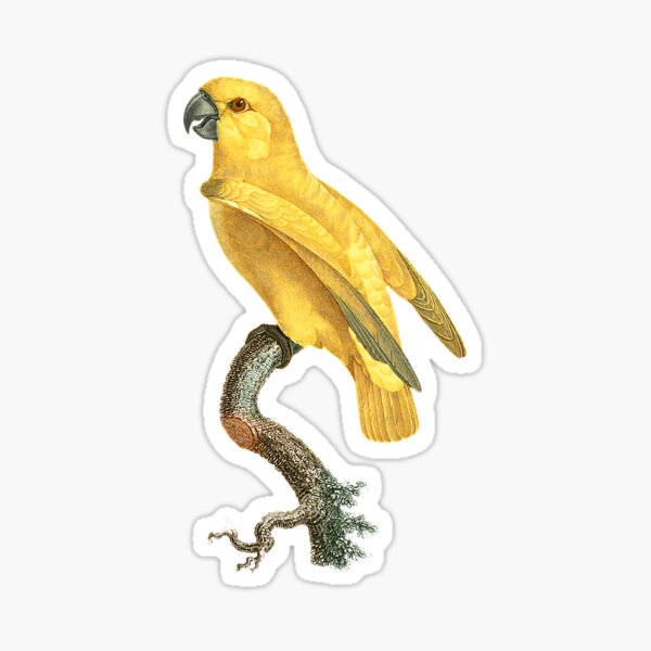 "Senegal parrot yellow mutation" Sticker for Sale by Photopicture ...