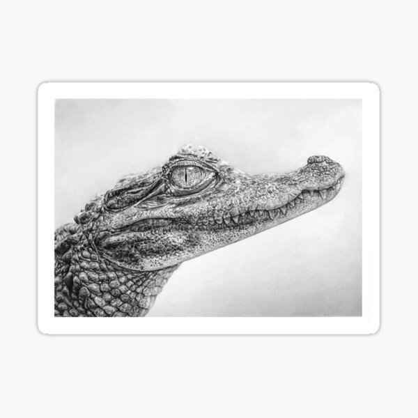 "Caiman Pencil Drawing" Sticker by TrentRedmondArt | Redbubble