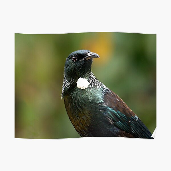 "Portrait of a Tui.........!" Poster by Roynz | Redbubble