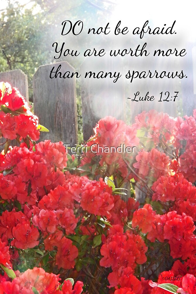 "Luke 12:7" by Terri Chandler | Redbubble