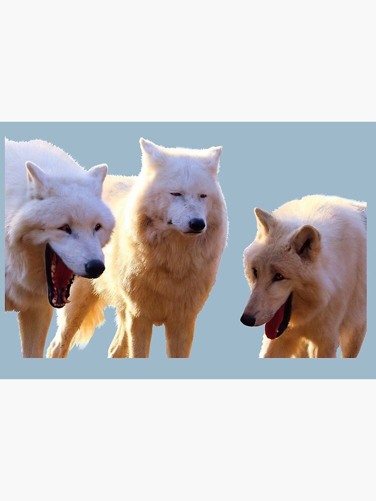 "Laughing Wolves meme HD" Mask by Goath | Redbubble