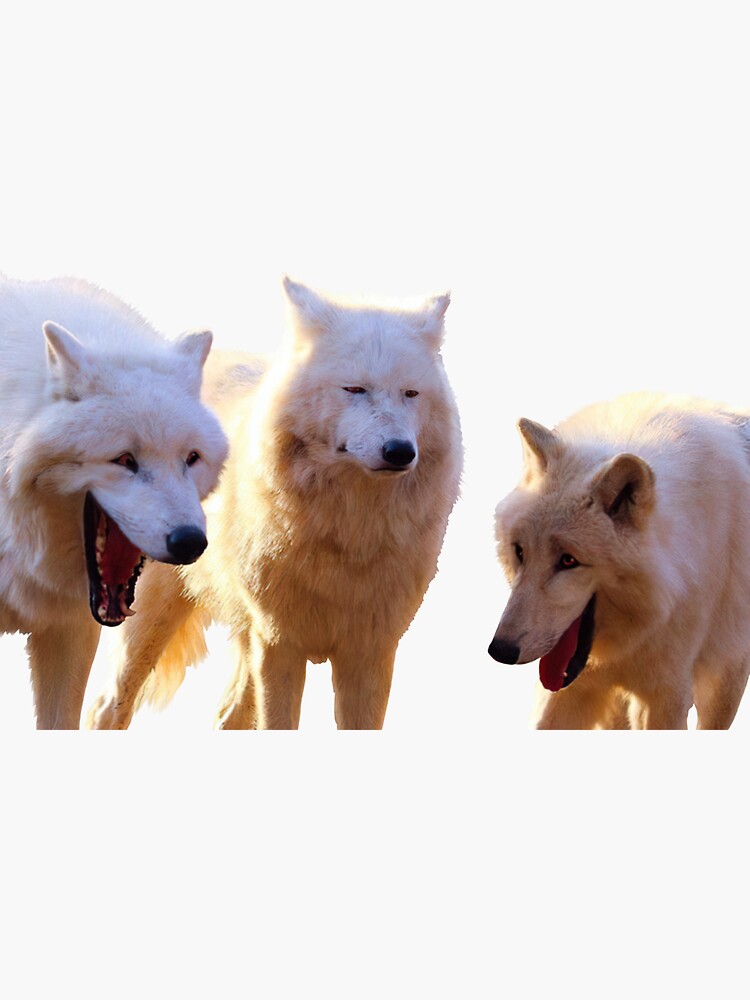 "Laughing Wolves meme HD" Sticker by Goath | Redbubble