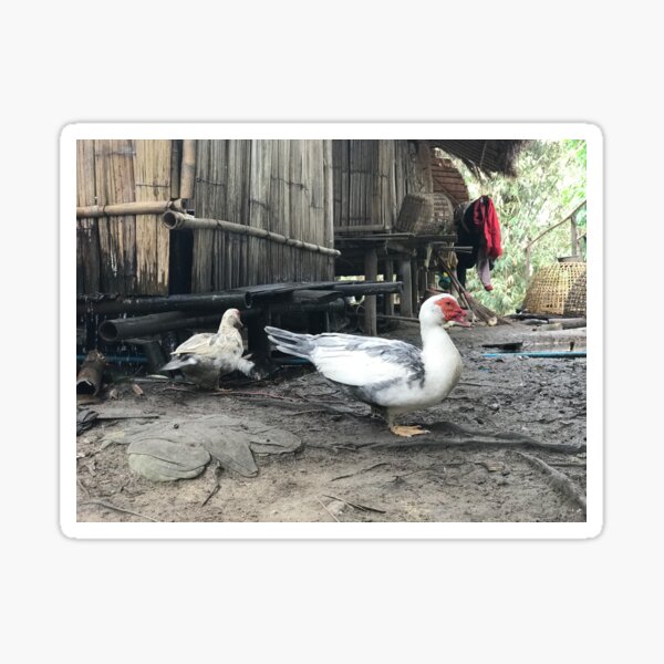 "Farm Ducks in Chiang Rai" Sticker for Sale by thecocoanomad | Redbubble