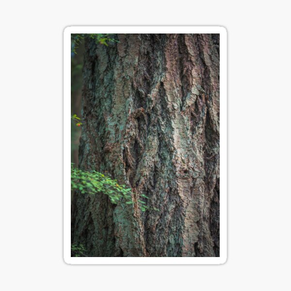 "Tree Bark Texture" Sticker by likovacs | Redbubble