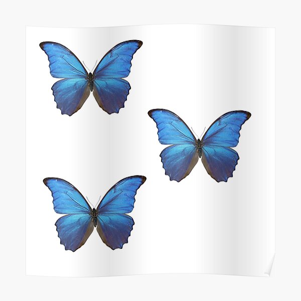 "blue butterfly pack" Poster for Sale by loganp22 | Redbubble