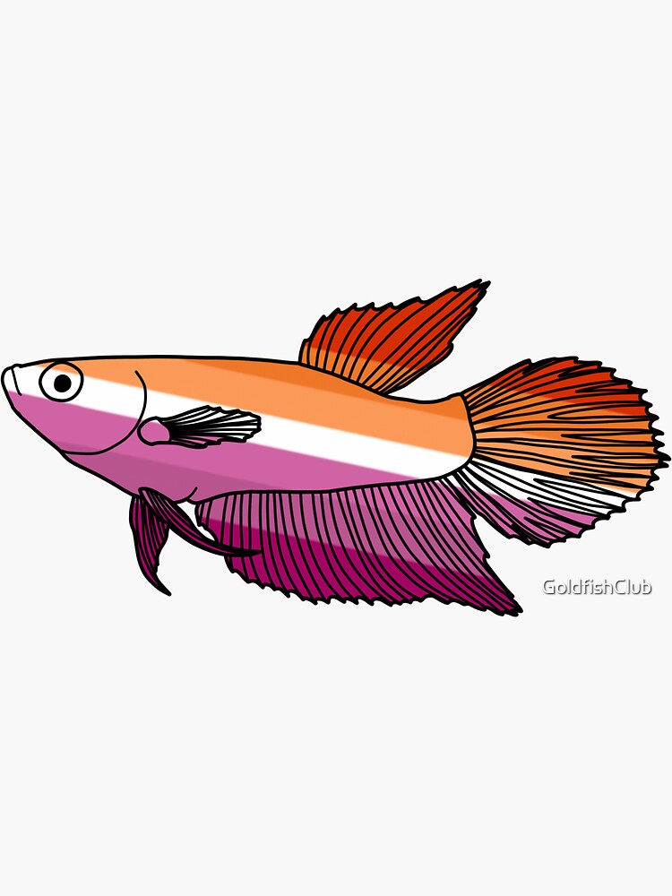 "Lesbian veil tail Betta Fish" Sticker by GoldfishClub | Redbubble
