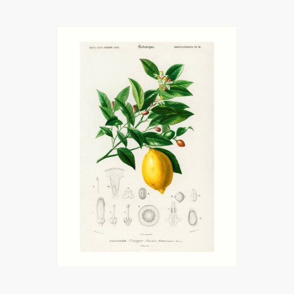 "Lemon Anatomy Image" Art Print for Sale by noblem88 | Redbubble