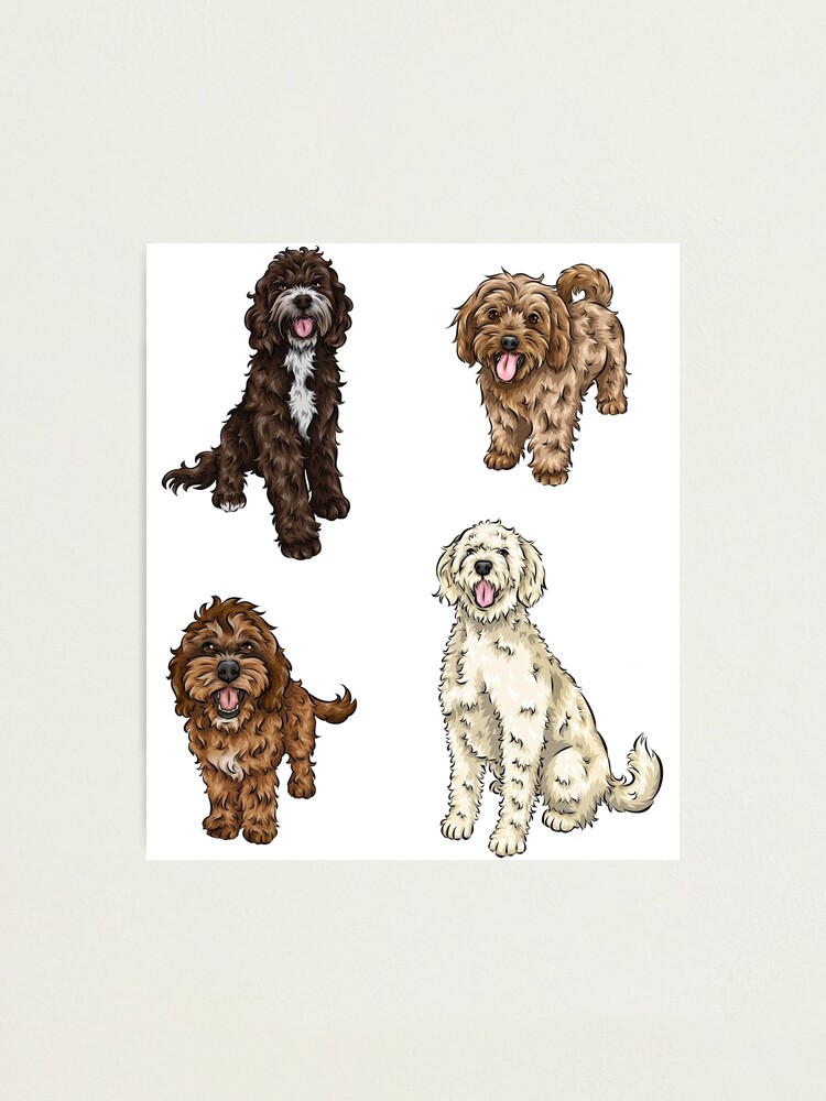 Lámina fotográfica «Colección Poodle Cross | Cavapoo, Cockapoo ...