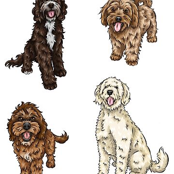 "Poodle Cross Collection | Cavapoo, Cockapoo, Labradoodle, Sproodle ...