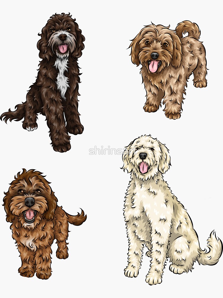 "Poodle Cross Collection | Cavapoo, Cockapoo, Labradoodle, Sproodle ...