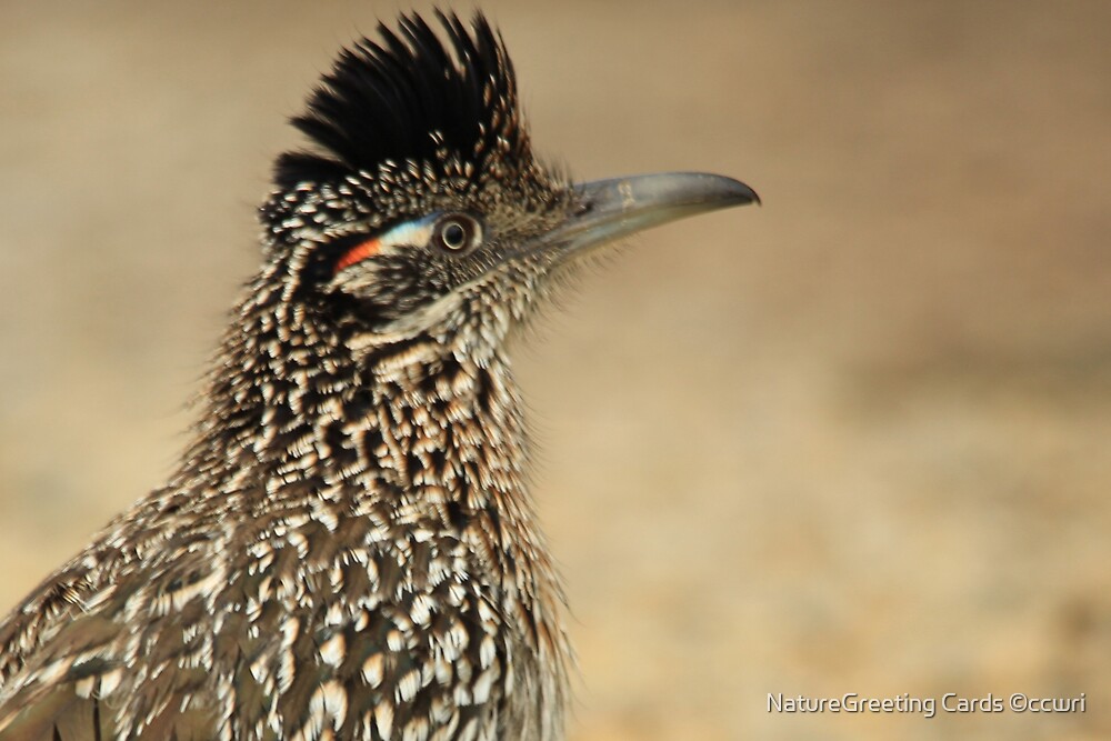 "Roadrunner, Meep Meep " by NatureGreeting Cards ©ccwri | Redbubble