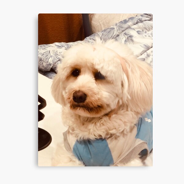 Lámina metálica « ¿Por qué no mantienes su cara? Este es mi perro Lala ...