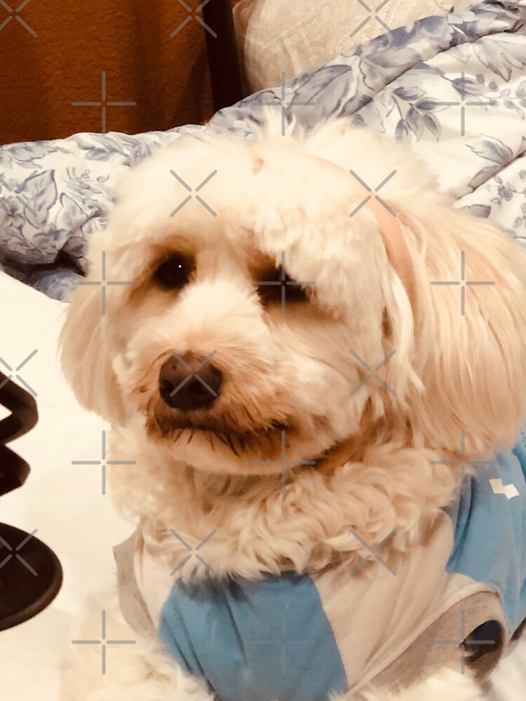 Pegatina « ¿Por qué no mantienes su cara? Este es mi perro Lala. ¿Y por ...