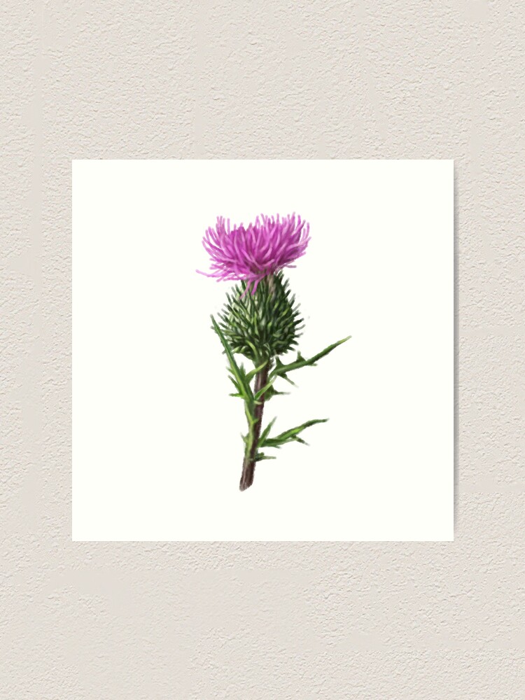 "Thistle" Art Print for Sale by asmallpotato | Redbubble
