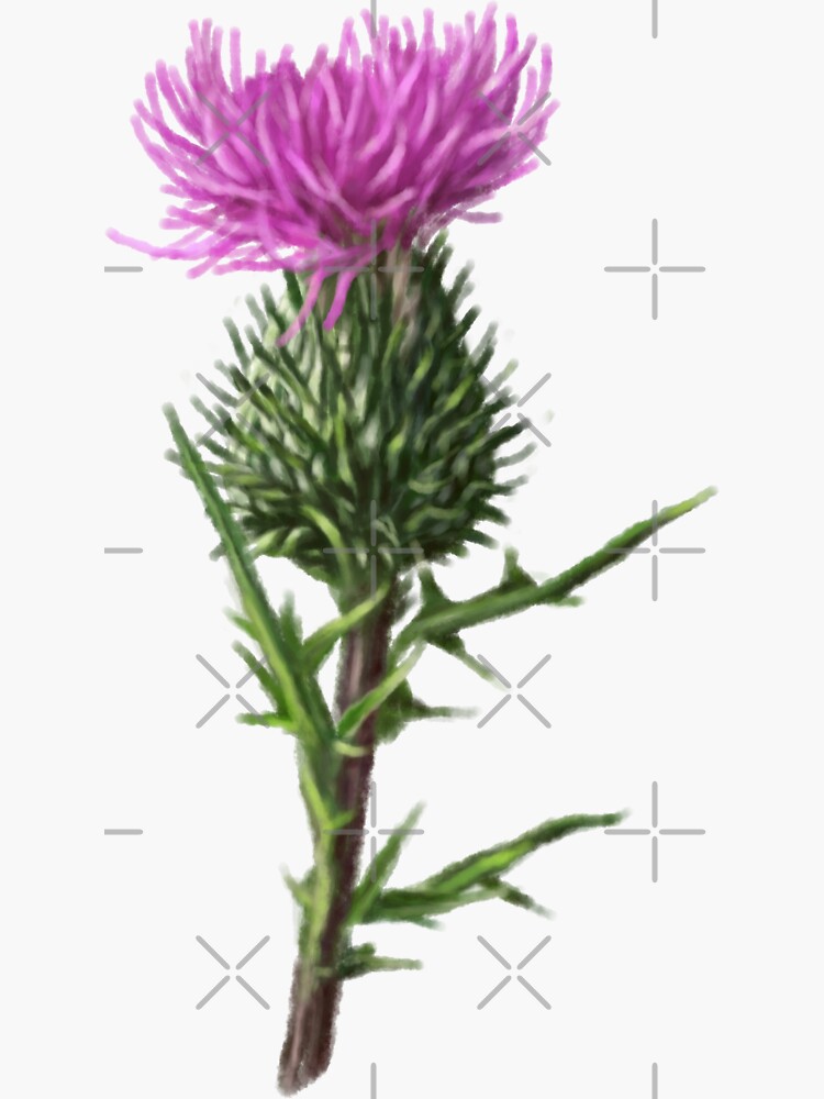 "Thistle" Sticker for Sale by asmallpotato | Redbubble