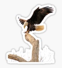 Bald Eagle: Stickers | Redbubble
