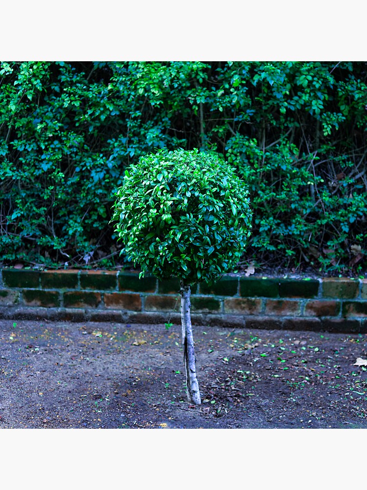 "Lollipop Tree Is The Emerald Green Treescape" Sticker by ...