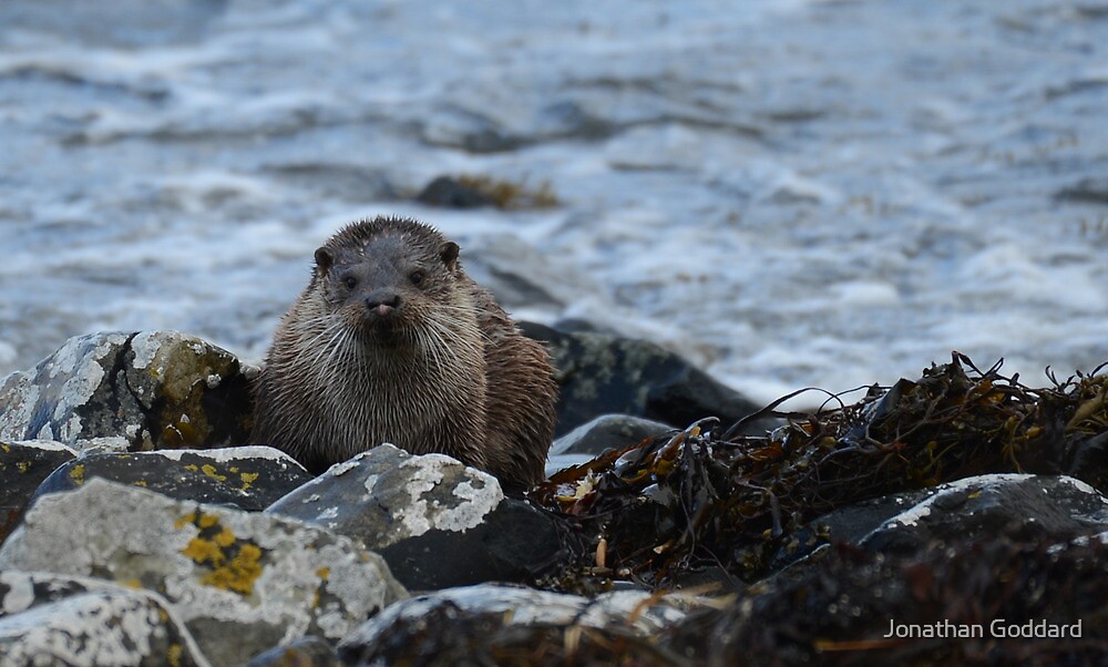 "Scottish Sea Otter" by Jonathan Goddard | Redbubble