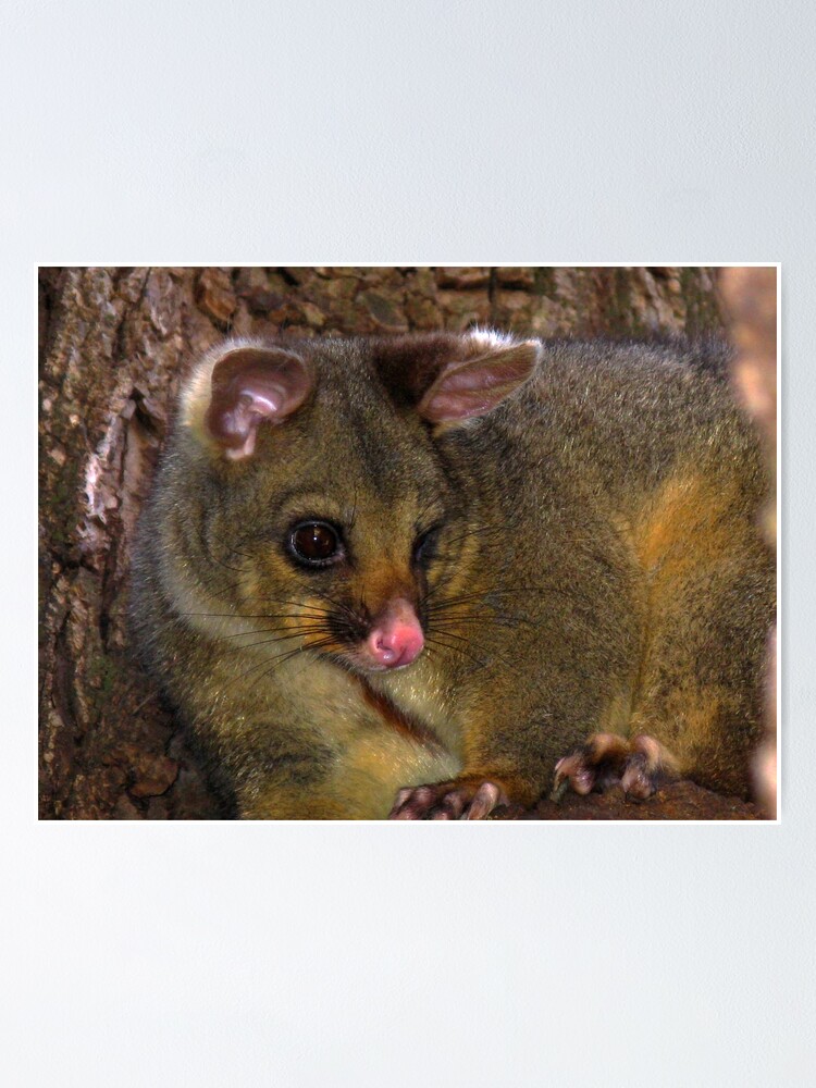 "Brush-tailed Possum" Poster for Sale by blossom | Redbubble