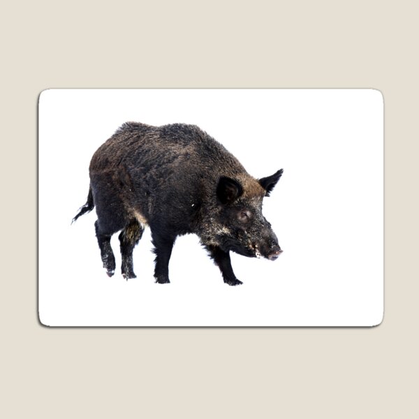 Wild Boar Gifts & Merchandise | Redbubble
