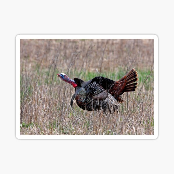 "Wild Turkey" Sticker by darby8 | Redbubble