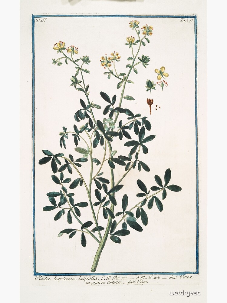 Hortus Romanus Ruta hortensis latifolia Ruta maggiore Ortense Rue ...