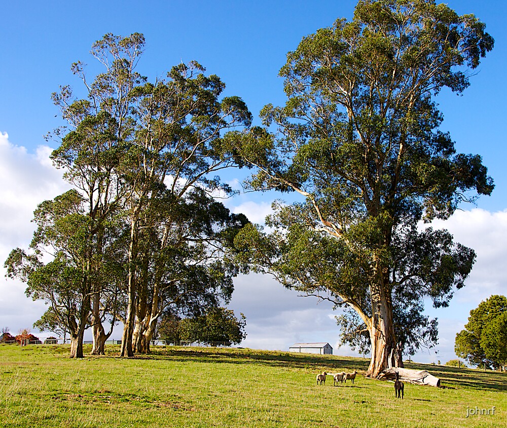 "Australian Eucalyptus, Jindivik, Gippsland, Victoria." by johnrf ...