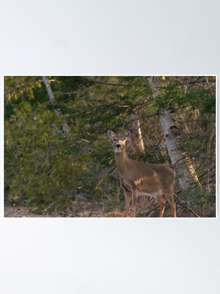 "Whitetail Deer Doe " Poster by ManiacMoose | Redbubble