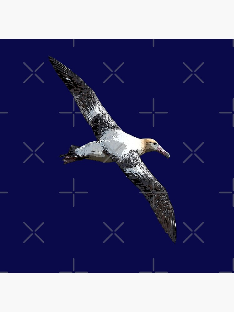 " Short Tailed Albatross Color Print " Poster by designsasstultd ...