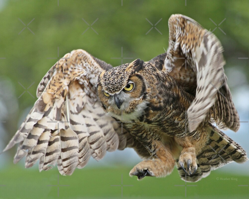 "Engulf" by Heather King | Redbubble