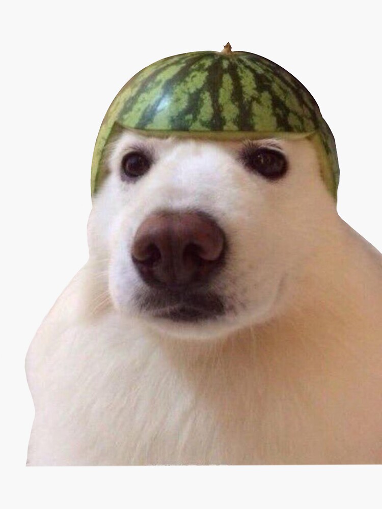 "Watermelon Dog" Sticker by Kleshaome | Redbubble