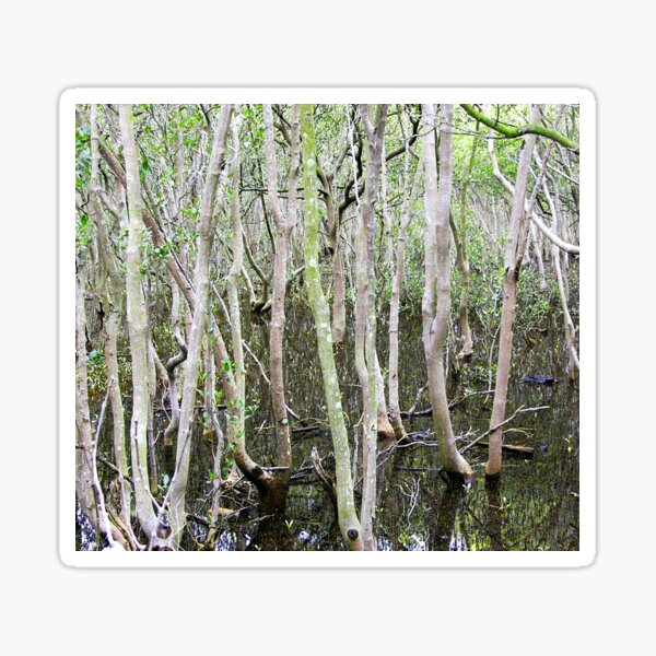 "Mangrove wet land" Sticker by bradm50 | Redbubble