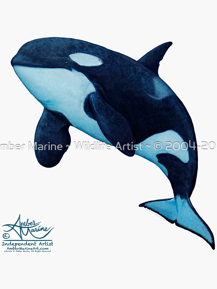 ""The Matriarch" by Amber Marine ~ killer whale / orca watercolor ...